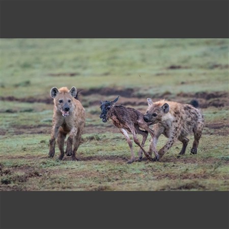 Spotted Hyena Hunting