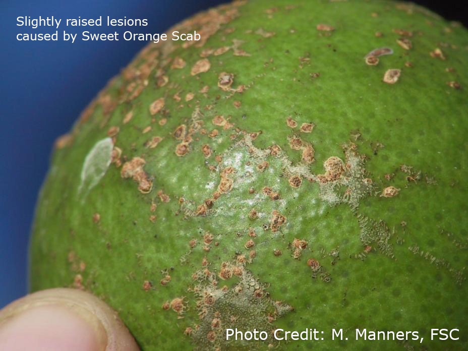 Sweet Orange Scab