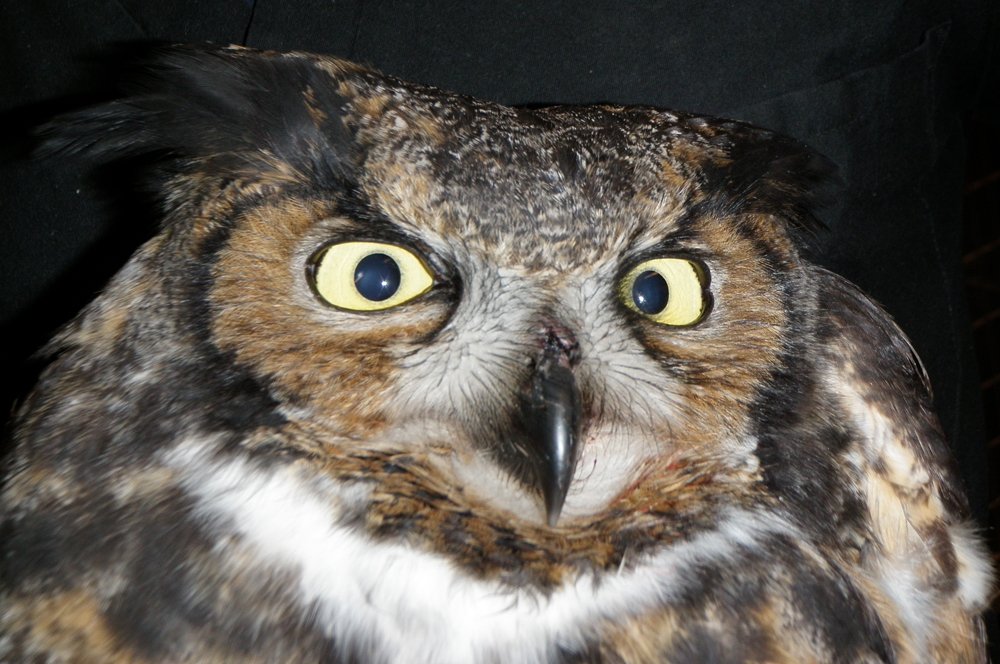 About | New England Wildlife Center