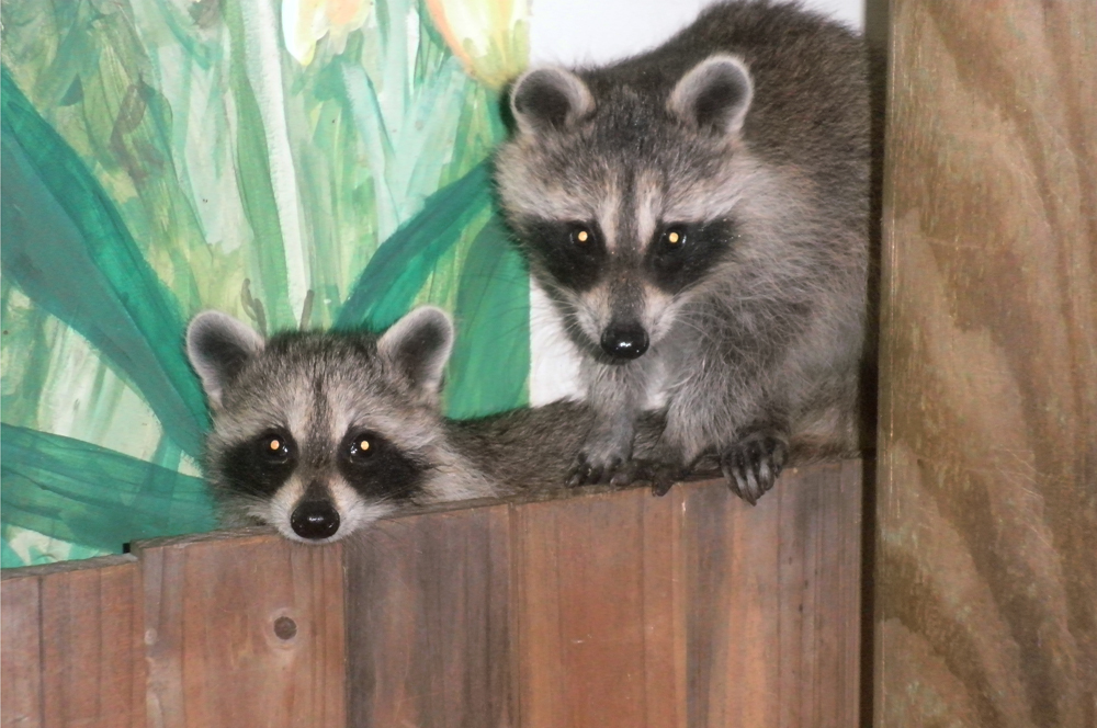 About | New England Wildlife Center