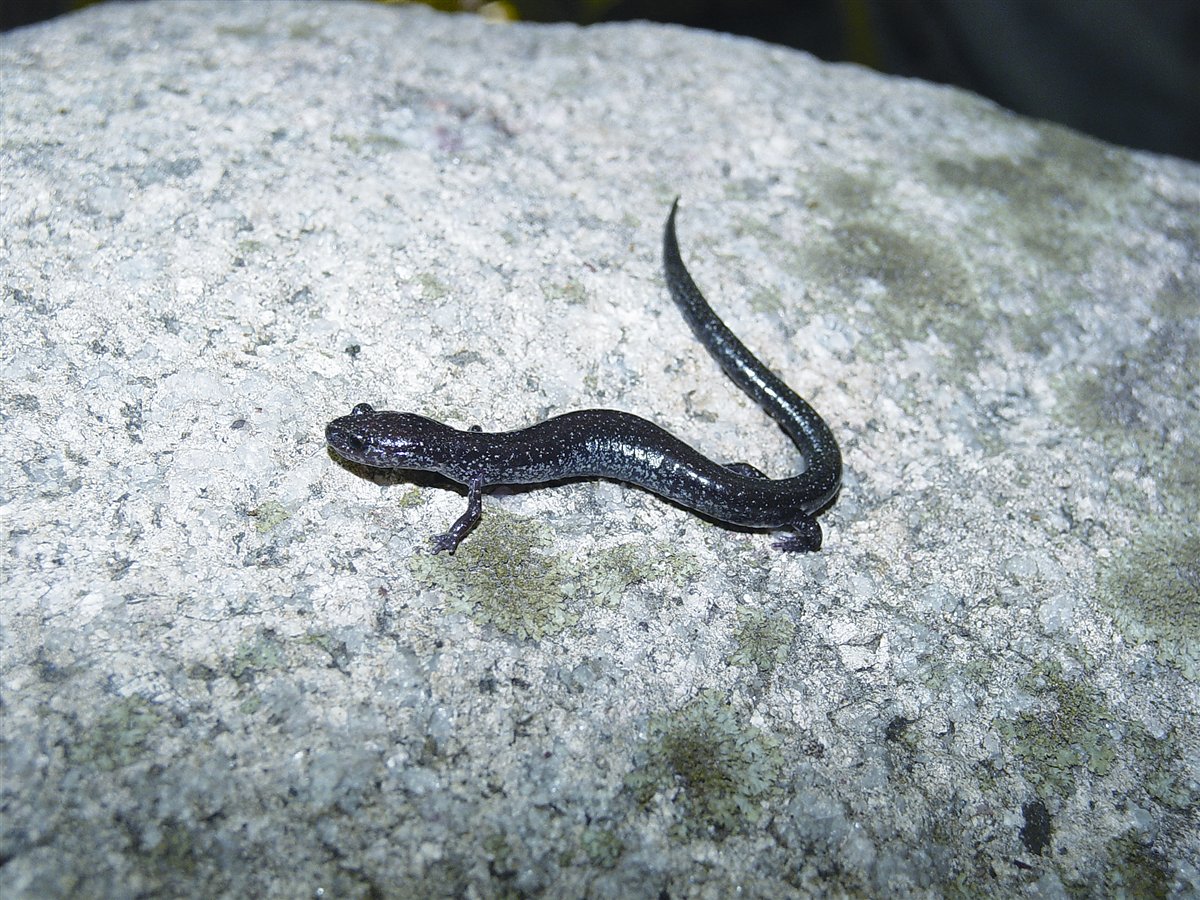 Ohio Salamander Species Spotted Salamander Wikipedia