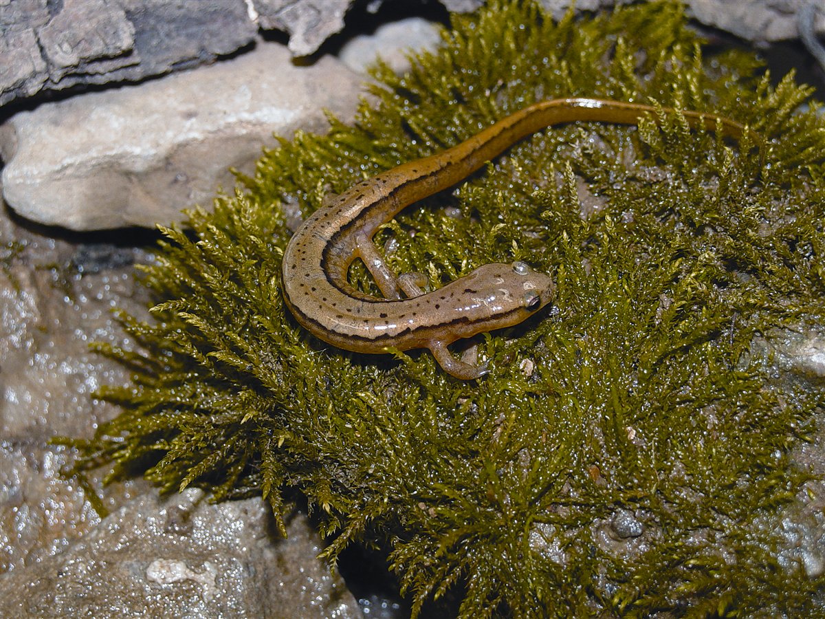 Ohio Salamander Species Spotted Salamander Wikipedia