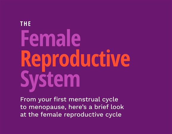 Female Reproductive Cycle