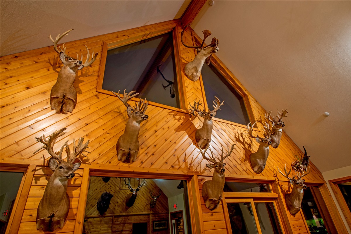 Whitetail Deer Trophy Rooms