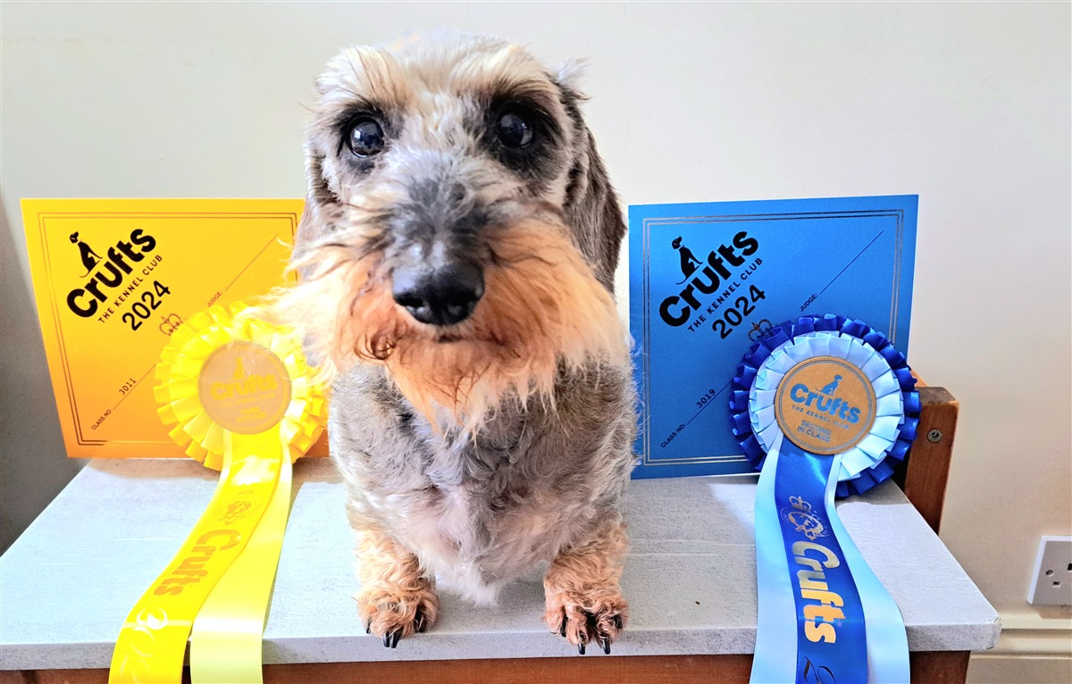 Smallest Dog At Crufts