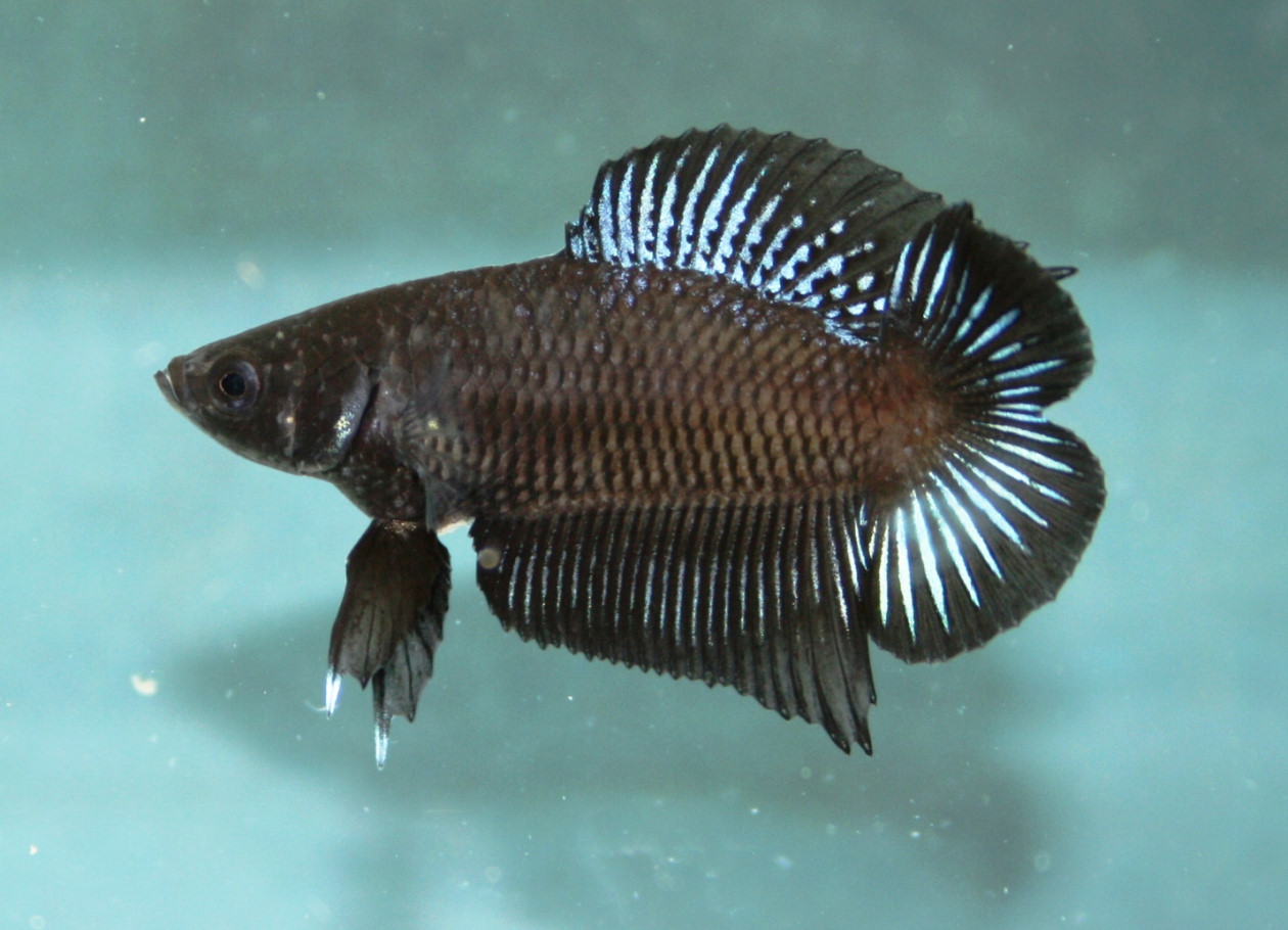 Gallery – International Betta Congress