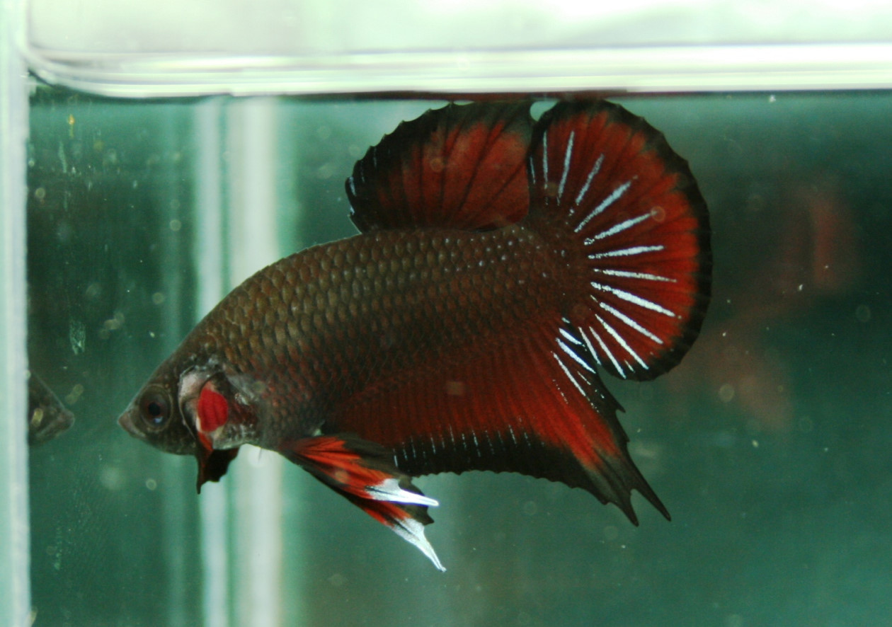 Gallery – International Betta Congress