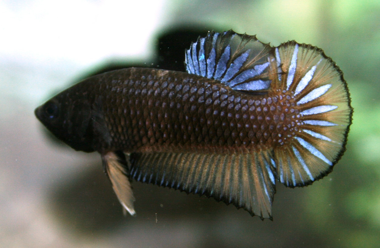 Gallery – International Betta Congress