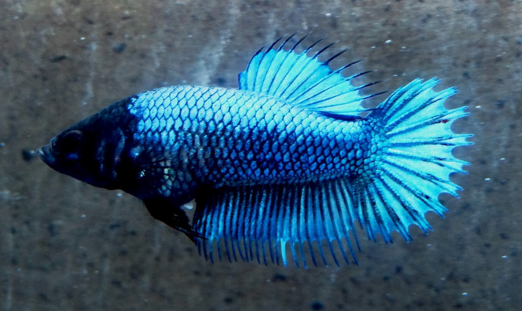 Gallery – International Betta Congress