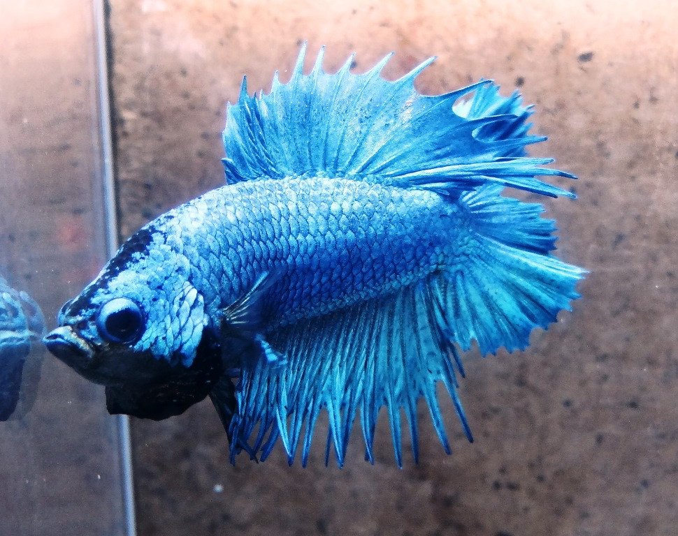 Gallery – International Betta Congress