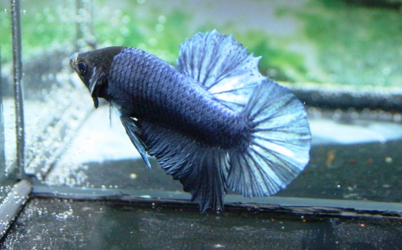 Gallery – International Betta Congress