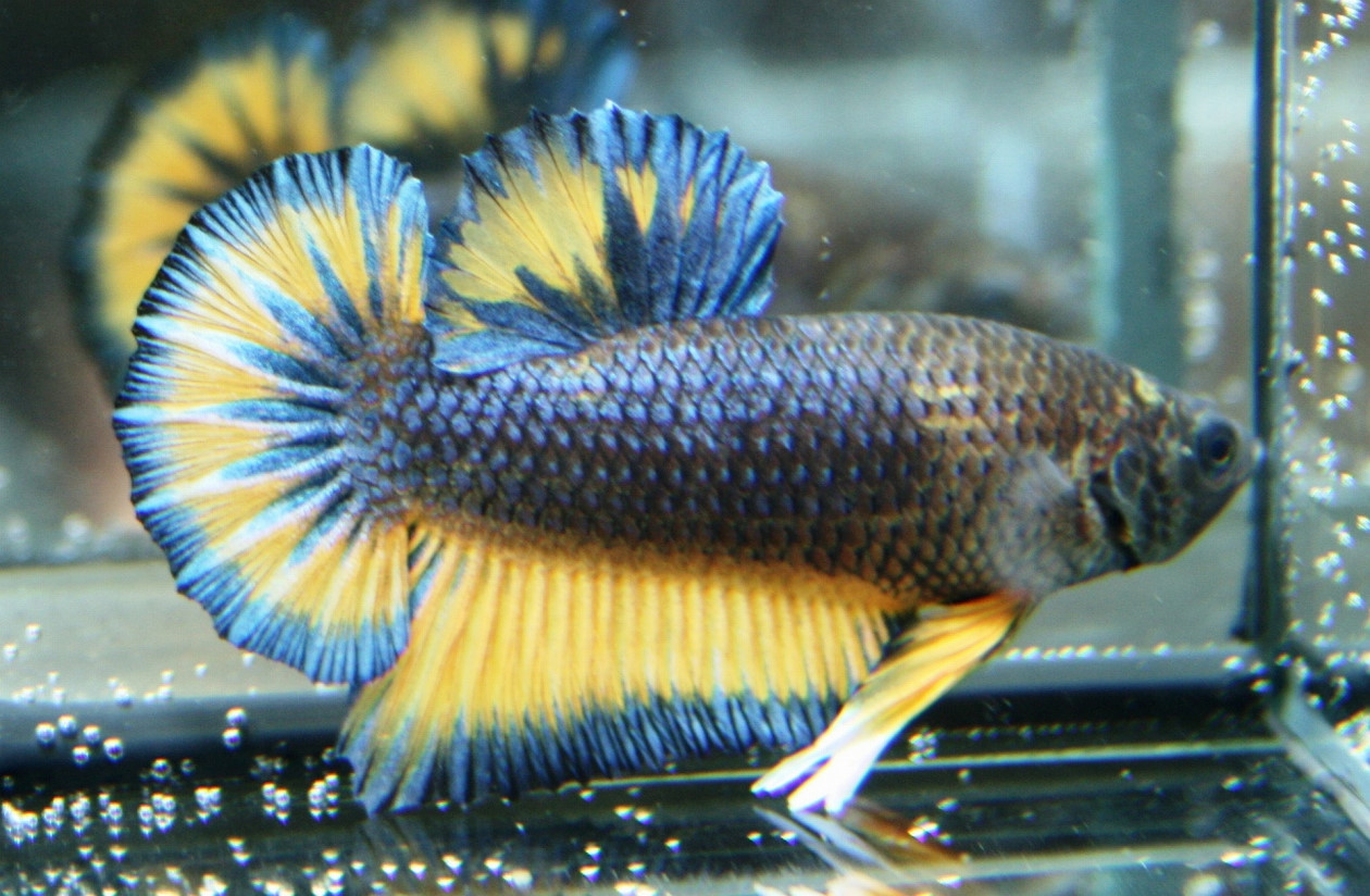 Gallery – International Betta Congress