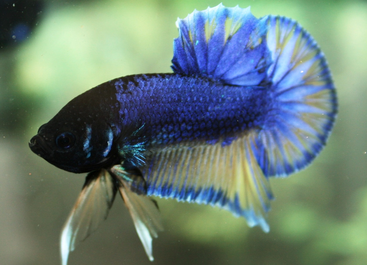 Gallery – International Betta Congress