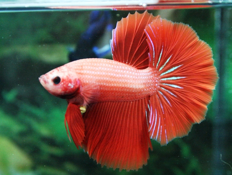 Gallery – International Betta Congress