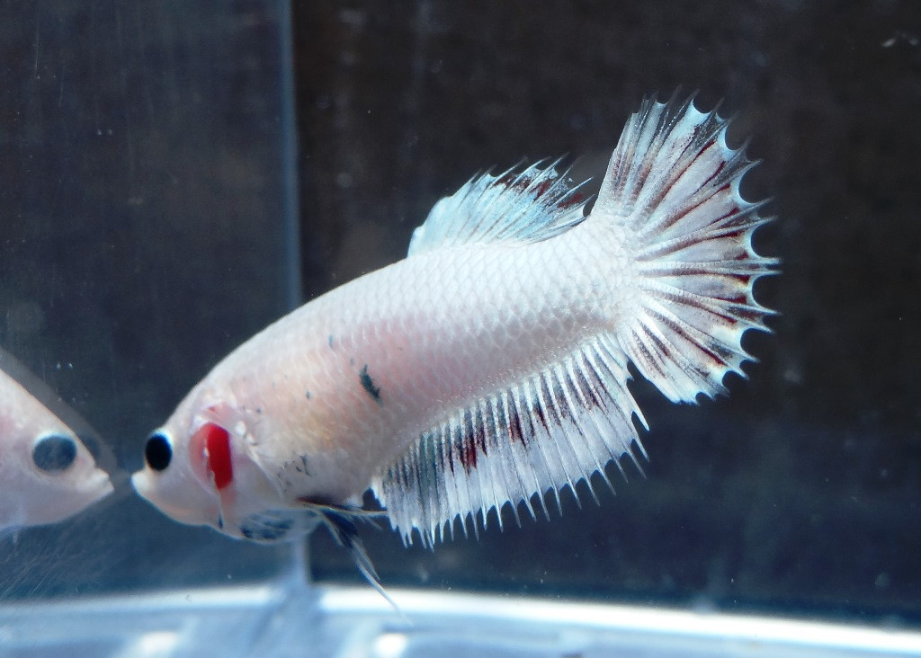 Gallery – International Betta Congress