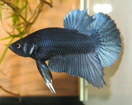 Gallery – International Betta Congress