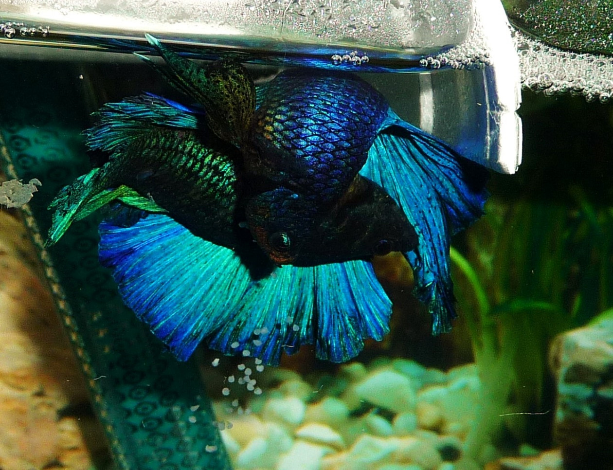 Gallery – International Betta Congress