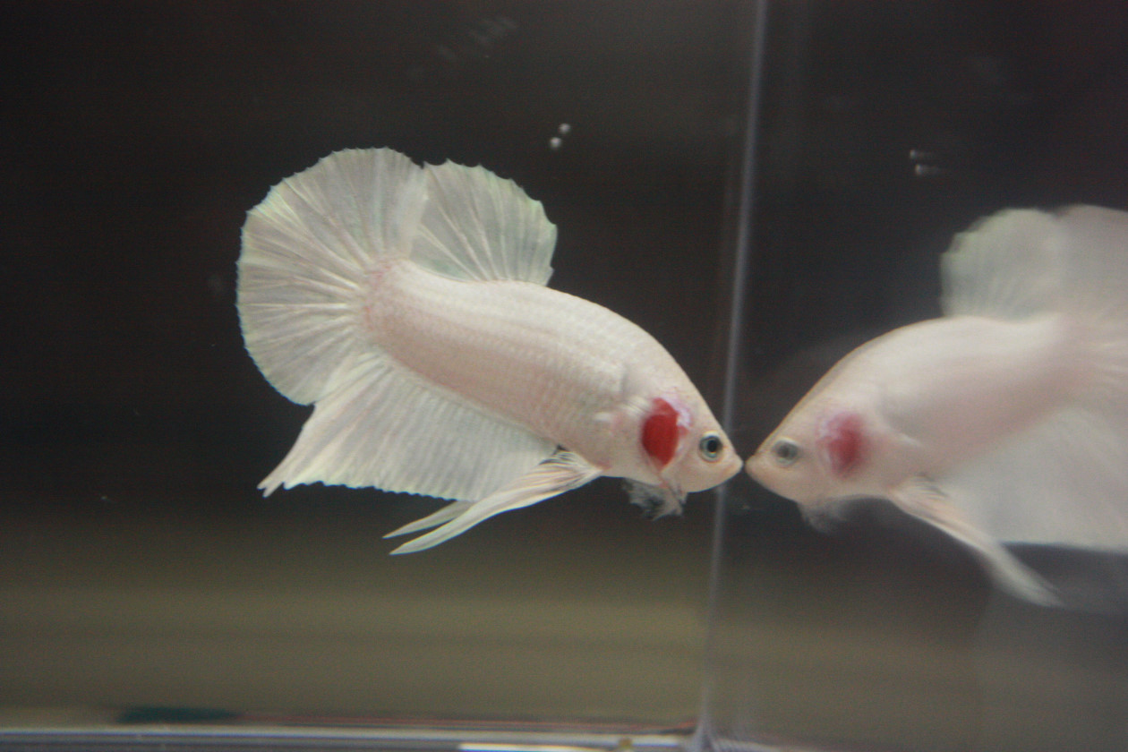 Gallery – International Betta Congress