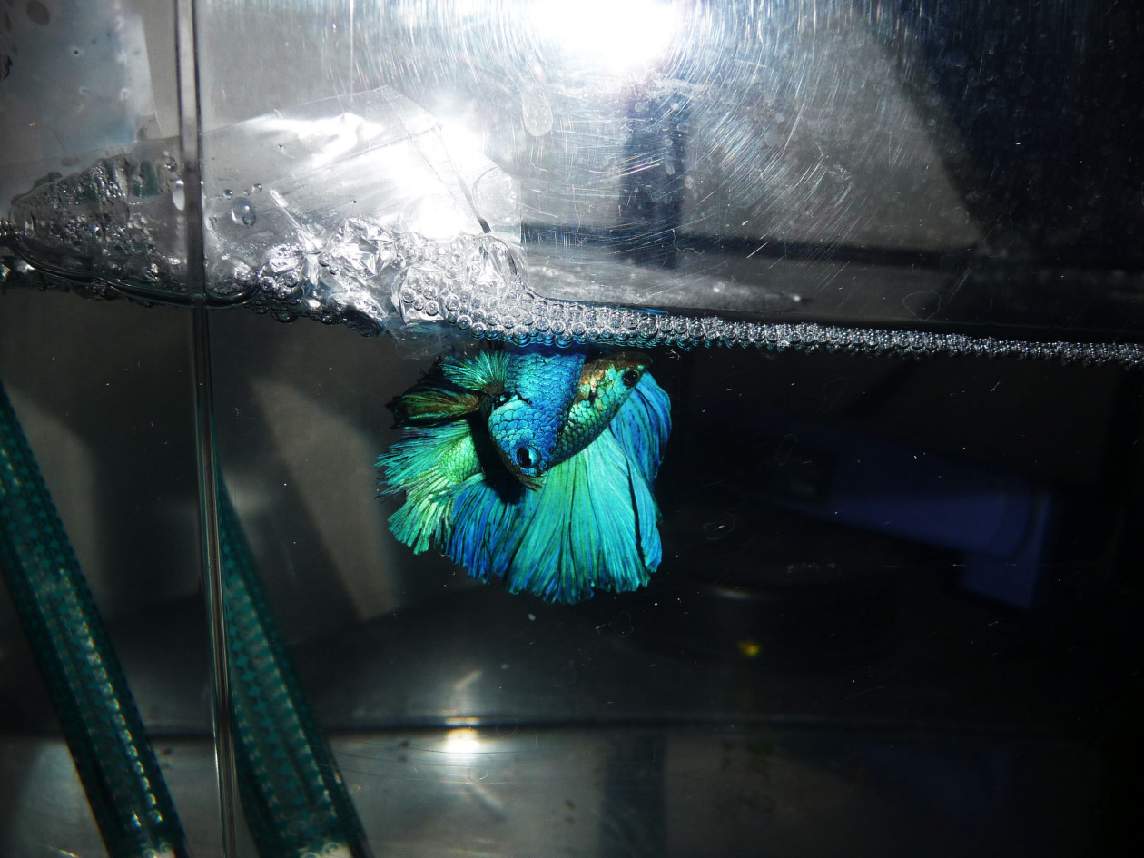 Gallery – International Betta Congress