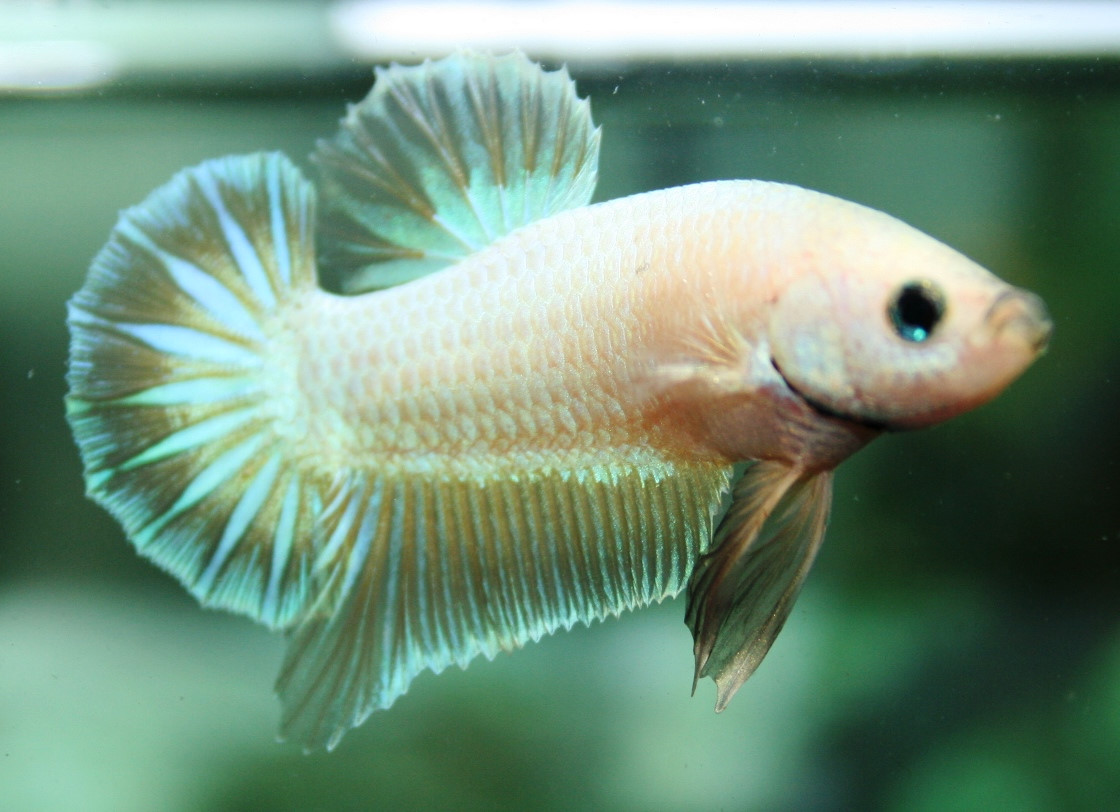 Gallery – International Betta Congress