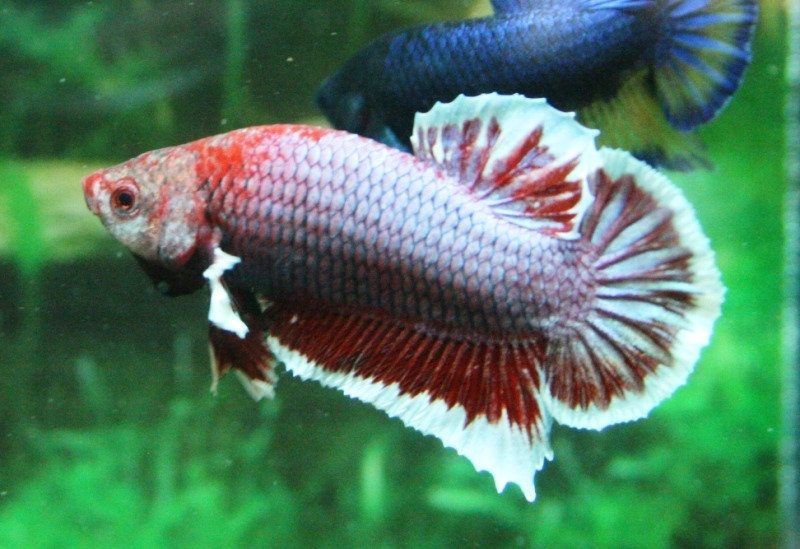 Gallery – International Betta Congress