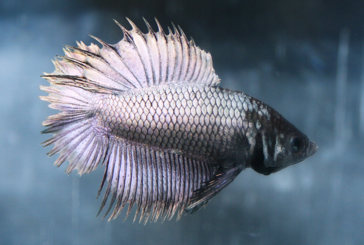 Gallery – International Betta Congress
