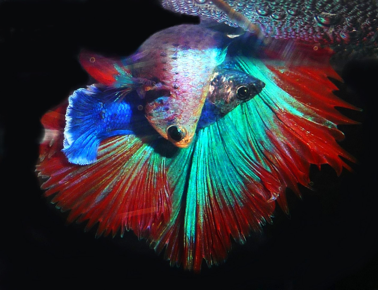 Gallery – International Betta Congress