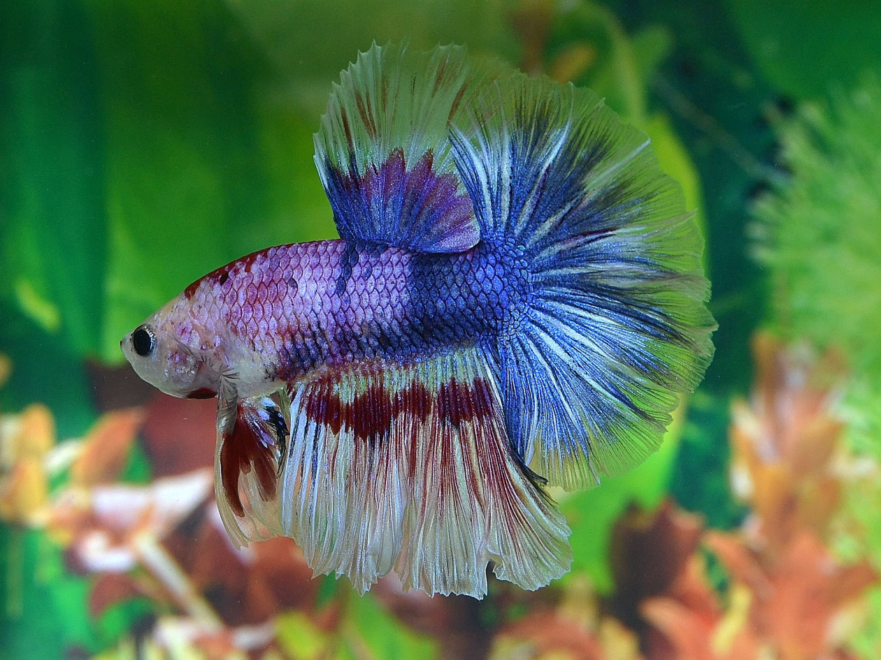 Gallery – International Betta Congress