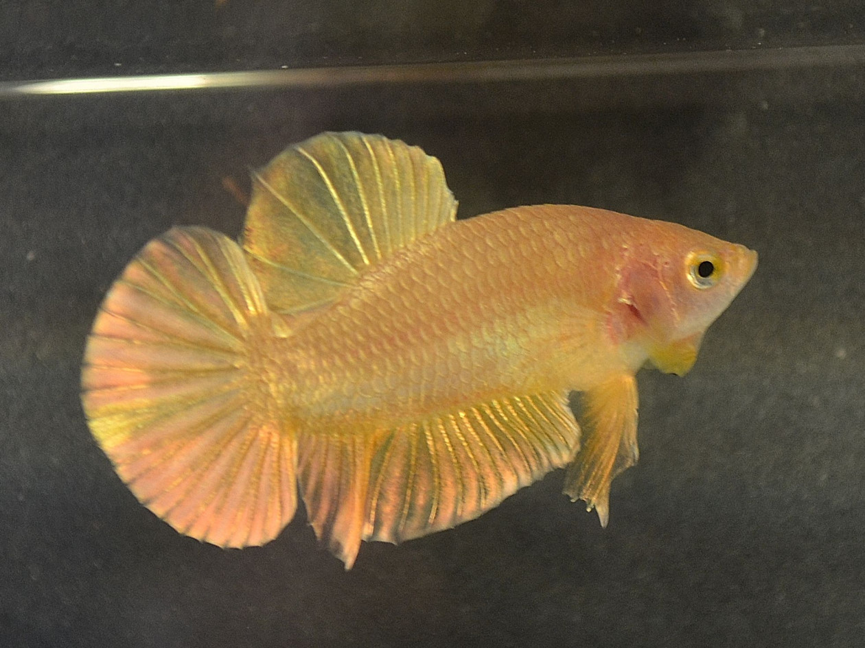 Gallery – International Betta Congress