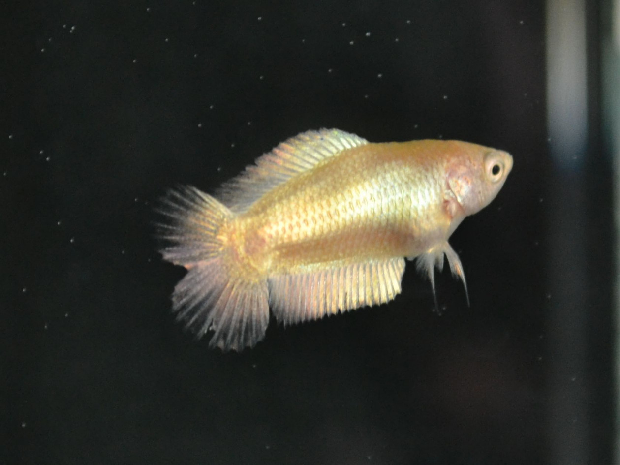 Gallery – International Betta Congress