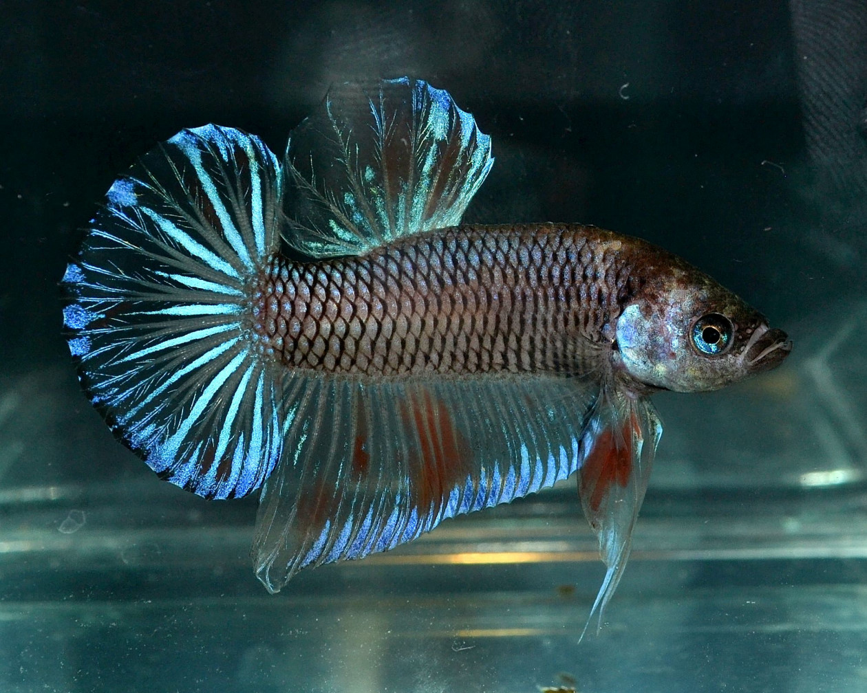 Gallery – International Betta Congress