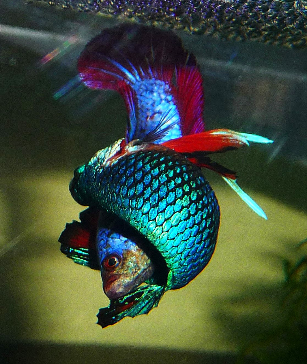 Gallery – International Betta Congress