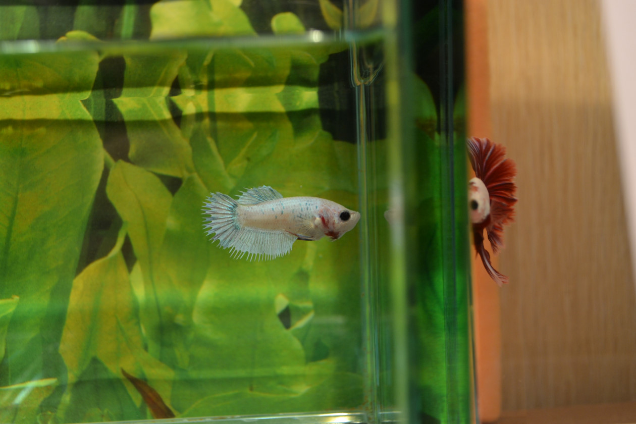 Gallery – International Betta Congress
